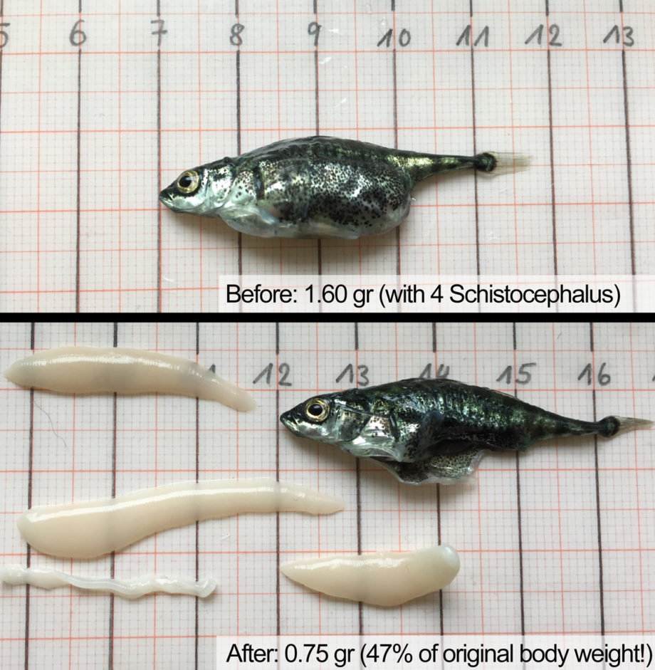 Stickleback experiments with Schistocephalus – ABEClab